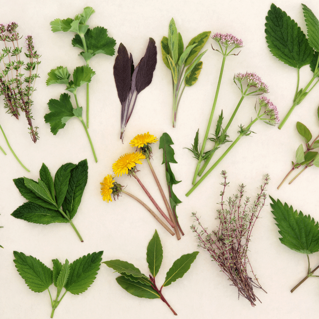 Descubra o bem estar pelas plantas - Fitoterapia - ESMTC